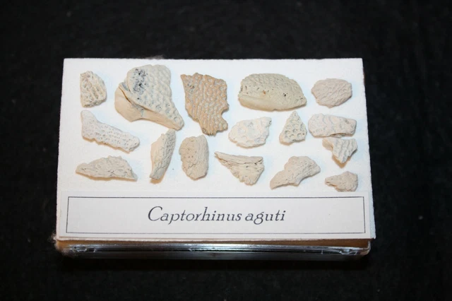 PERMIAN CAPTORHINUS 15 reptile skull plate fossils Richards Spur ...