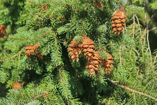 PSEUDOTSUGA MENZIESII (1 de Plante vq9-9x9x20) EUR 33,60 - PicClick FR