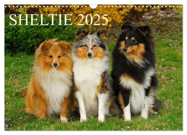 SHELTIE 2025 (CALENDARIO da parete 2025 DIN A3 trasversale), calendario ...