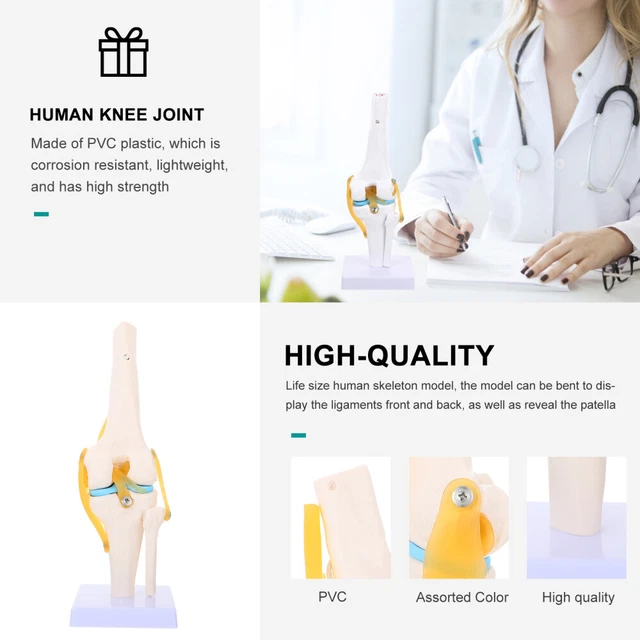 HUMAN BODY SIMULATION Knee 3d Model Anatomical Knee Model Anatomy Model ...