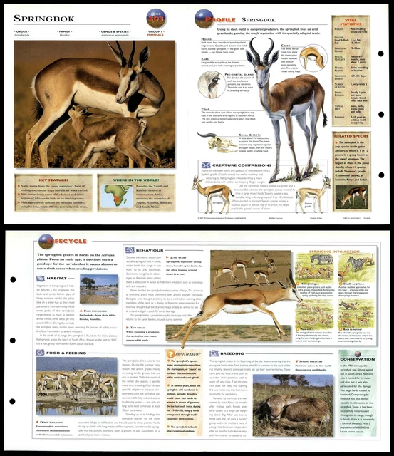 SPRINGBOK #303 MAMMALS - Wildlife Explorer Fold-Out Card £2.49 ...