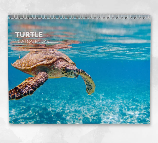 TURTLE CALENDAR 2026: Monthly Wall Calendar with Notes, opens to A3 ...