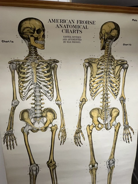 ANTIQUE VINTAGE HUMAN Skeleton Wall Chart Poster Medical American ...