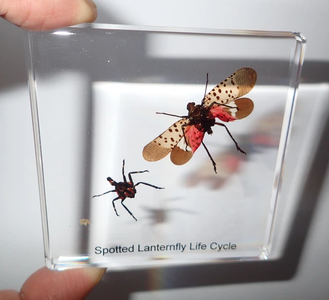 SPOTTED LANTERNFLY CICADA Life Cycle Simplified Set Education Specimen ... SPOTTED LANTERNFLY CICADA Life Cycle Simplified Set Education Specimen ...
