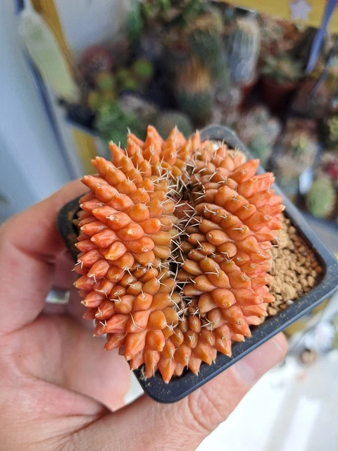 CACTUS GYMNOCALYCIUM CRISTATA Seedling rare own roots cacti kaktusy pot ...