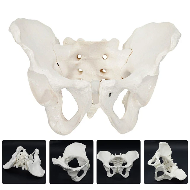 WHITE PVC FEMALE Pelvis Model Child Pelvic Hip Bone Mannequin £20.78 ...