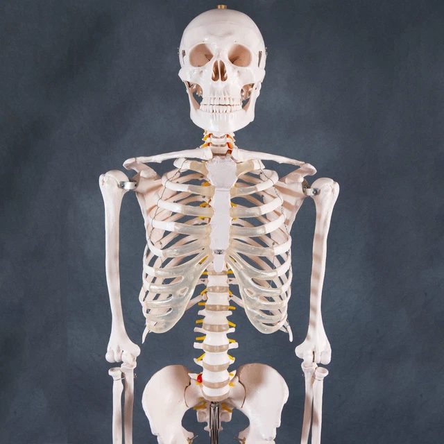 HUMAN SKELETON ANATOMICAL Model 180cm - Medical Anatomy, Life-size and ...