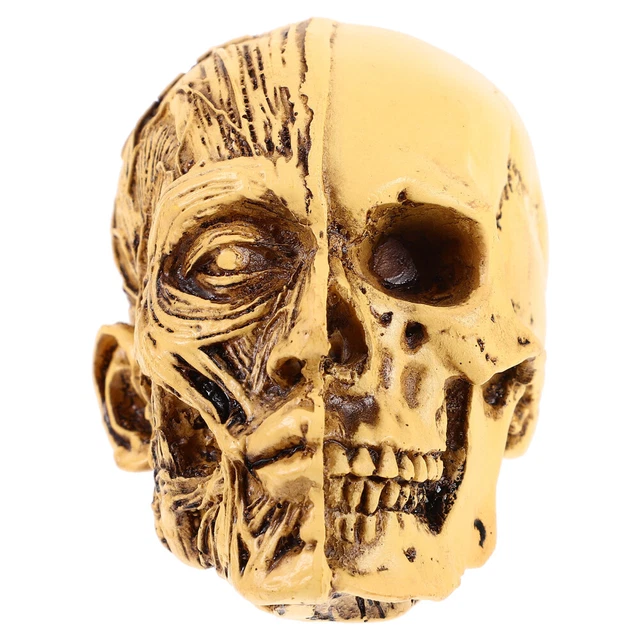 MEDICAL PROP MODEL Human Body Anatomy Teaching Skull Learning and ...