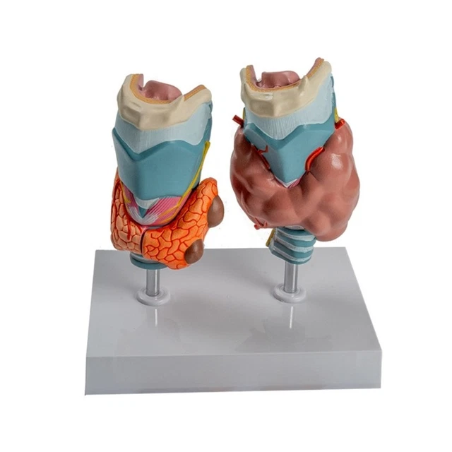 ANATOMICAL AUDITORY ORGAN Model with Removable Parts, for Lecture ...