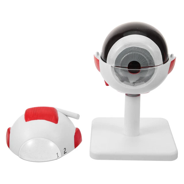 EYE MODEL STUDENTS Study Eye Model Display Teaching Eye £18.89 ...
