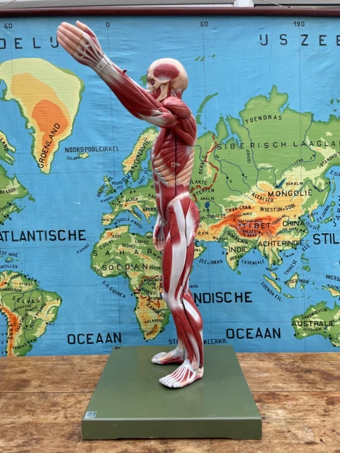 VINTAGE SOMSO MALE MUSCLE Figure educational model Anatomy model 27 ...