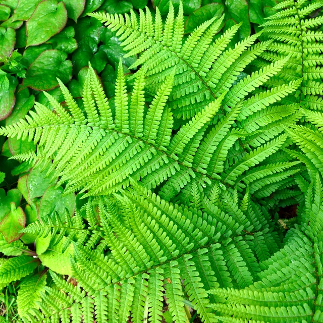 DRYOPTERIS FILIX-MAS MALE Fern Deciduous Outdoor Hardy Garden Woodland ...
