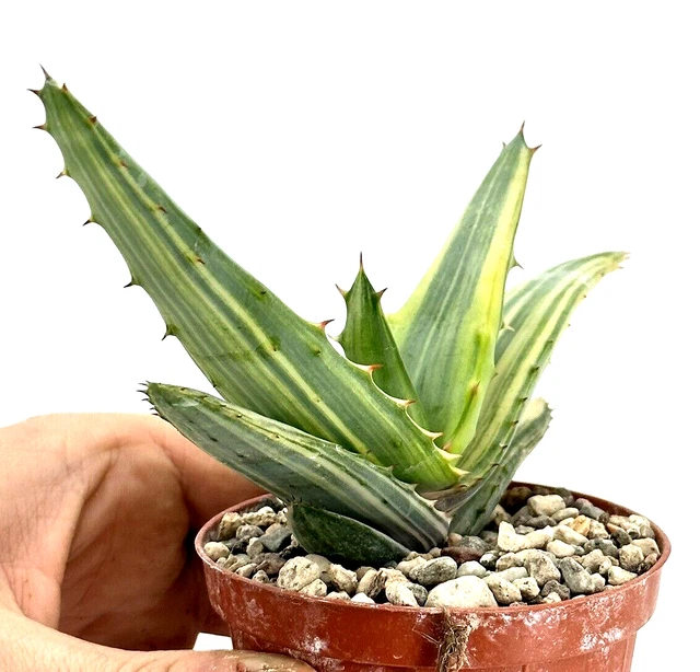ALOE FEROX VARIEGATA , pot 8 cm EUR 2,50 - PicClick FR