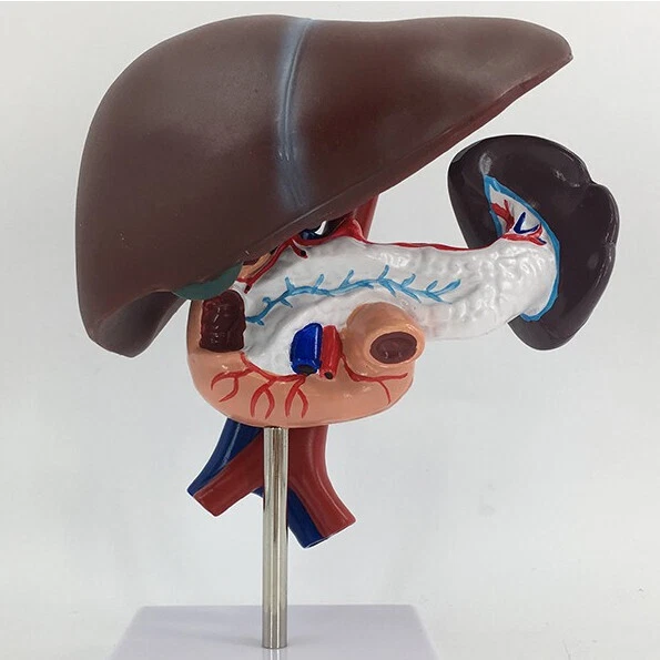 HUMAN LIVER PANCREAS and Duodenum Model Medical Anatomy Teaching Model ...