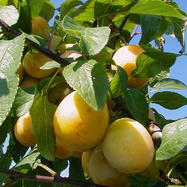MIRABELLE VON NANCY Mirabellenbaum Zwergbaum Buschbaum Halbstamm oder ...