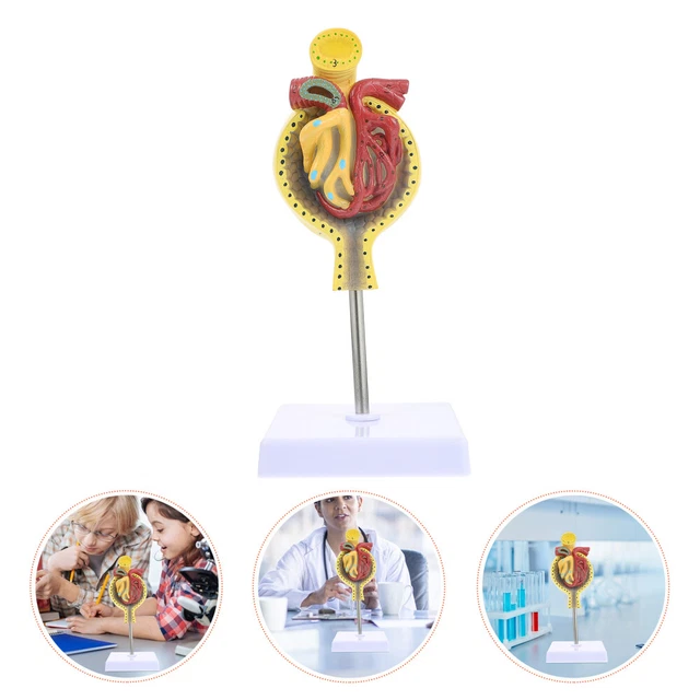KIDNEY MODEL GLOMERULAR Display Base Anatomy Medical Demonstration £27. ...
