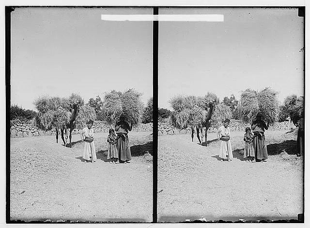 HOLY LAND CHARACTERS, etc, "Bringing in the sheaves" 1920s Old Photo ...