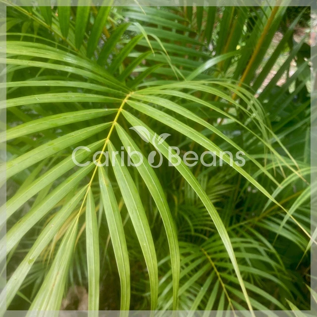 10 GRAINES DE Palmier multipliant (Chrysalidocarpus lutescens) Areca ...