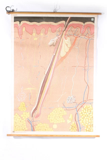 WALL CHART ROLL Chart Card Die Height cross Section $90.32 - PicClick CA