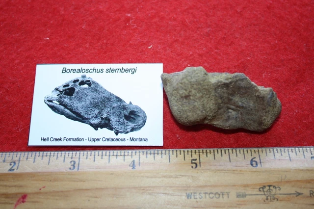CRETACEOUS HELL CREEK Borealosuchus fossil crocodile vertebra large #3 ...
