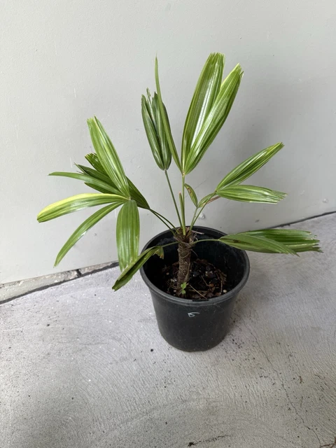 VARIEGATED RHAPIS PALM $60.00 - PicClick AU