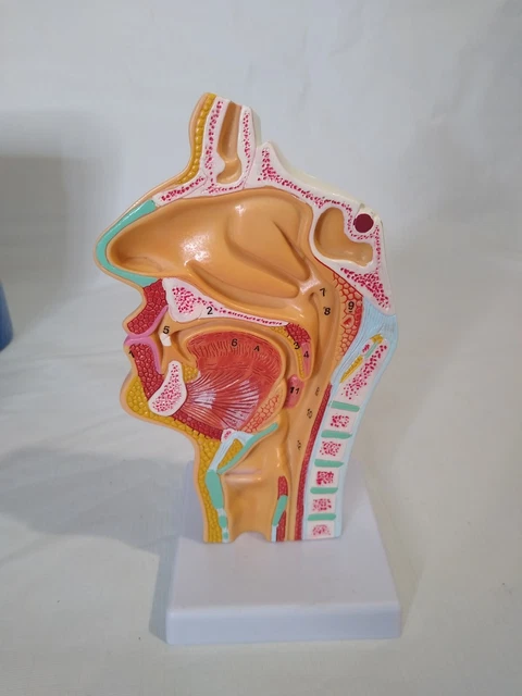 Human Anatomical Nasal Cavity Throat Anatomy Medical Model For Science