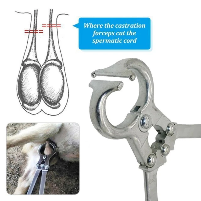 SHEEP CASTRATION PLIERS Stainless Steel Bloodless Castration Clamp Tool ...