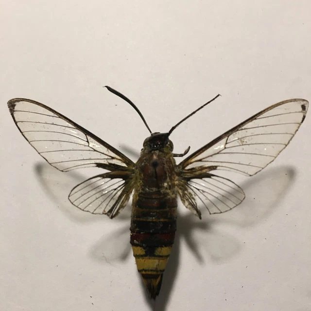 BUTTERFLY/MOTH SET/SPREAD B1009 V/Rare Humming Bird Moth:Clearwing ...