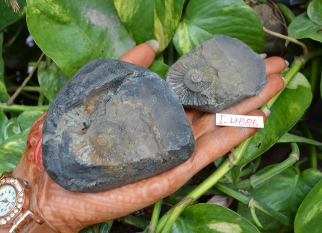 SALAGRAMA SHALIGRAM FOSSILISÉ Coque , Iconique Symbole De The God ...