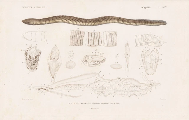 GYMNOPHIONA SCHLEICHE MEXICO Schlangen snakes Amphibien Stahlstich ...