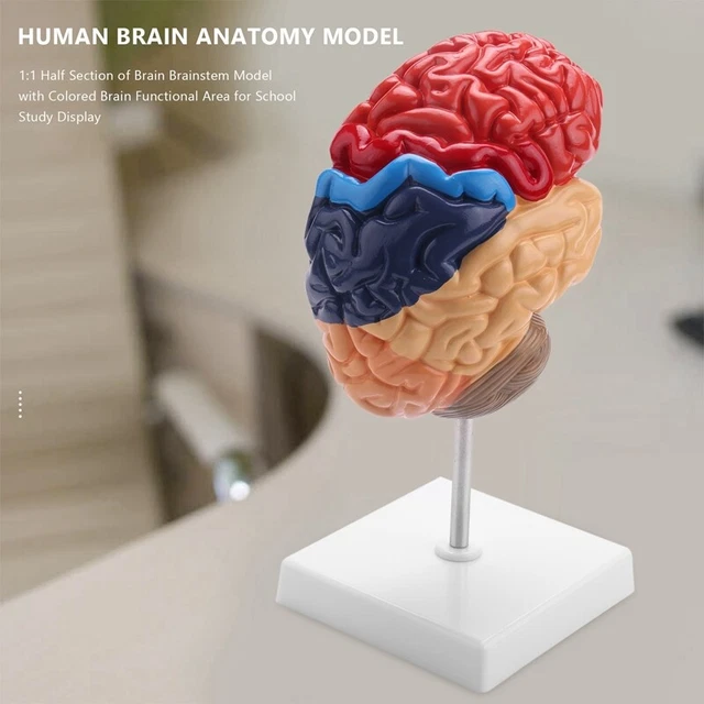 ANATOMIA MODELLO ANATOMICO cerebrale 1:1 laboratorio didattico tronco ...
