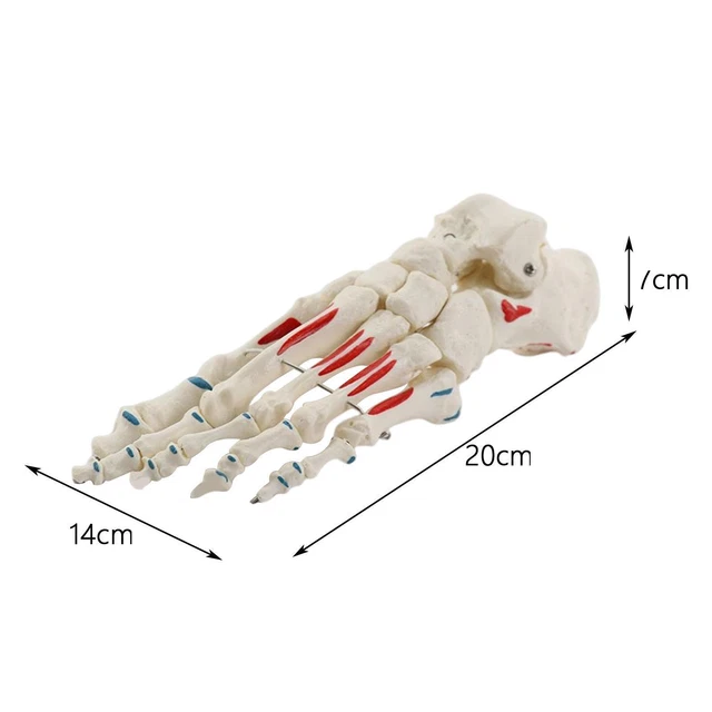 FLEXIBLE HUMAN FOOT Skeleton Model,Muscle Ligament Plantar,Anatomy ...