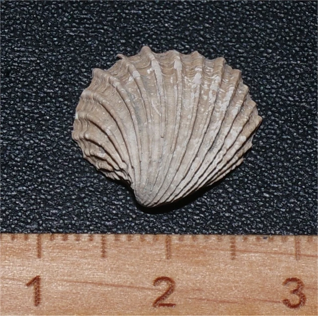 VERY RARE EOCENE bivalve Venericardia simplex from Barton / Highcliffe ...