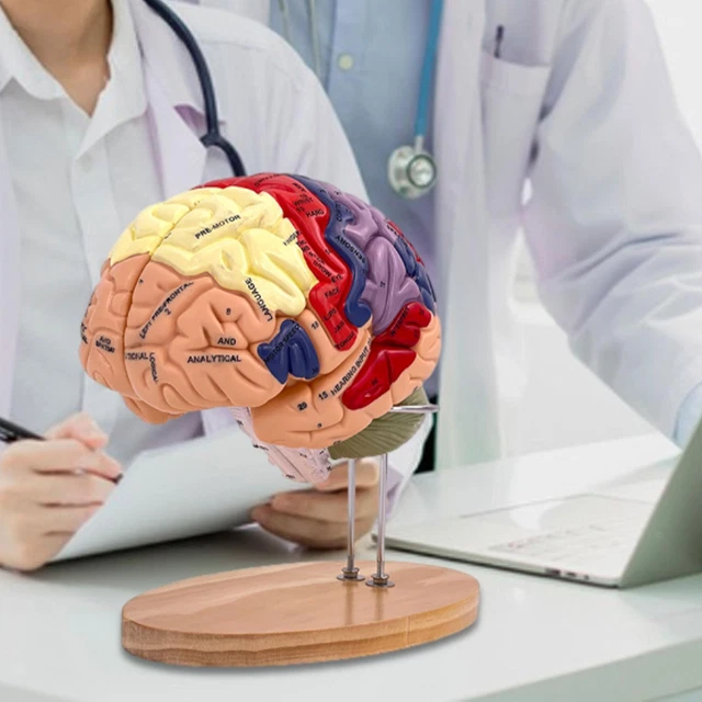 HUMAN BRAIN MODEL Anatomy Color Coded Partitioned Brain Anatomically ...