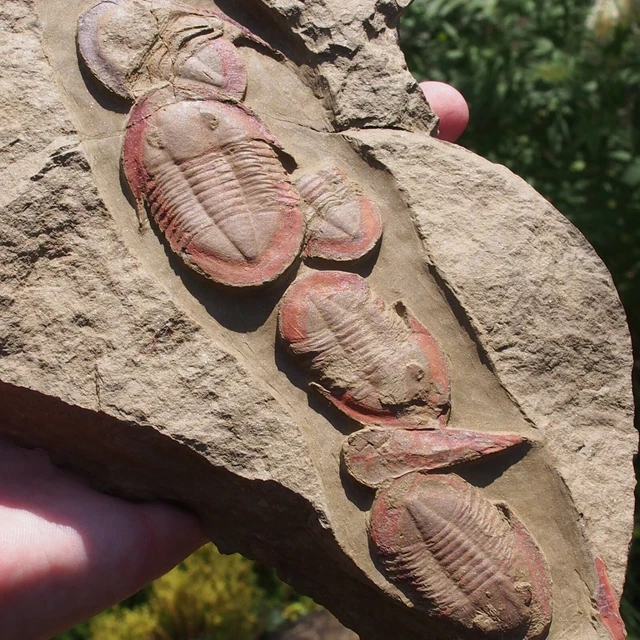 ASSIETTE DE QUELQUES trilobites asaphellus trilobites trilobites ...