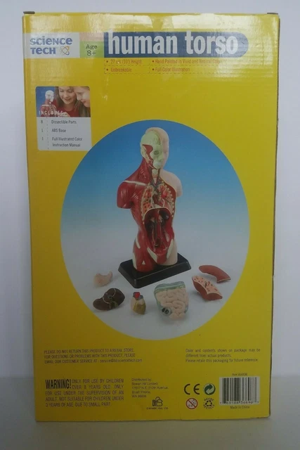 SCIENCE TECH HUMAN Torso Model Anatomy Educational Classroom Lab 10" w ...
