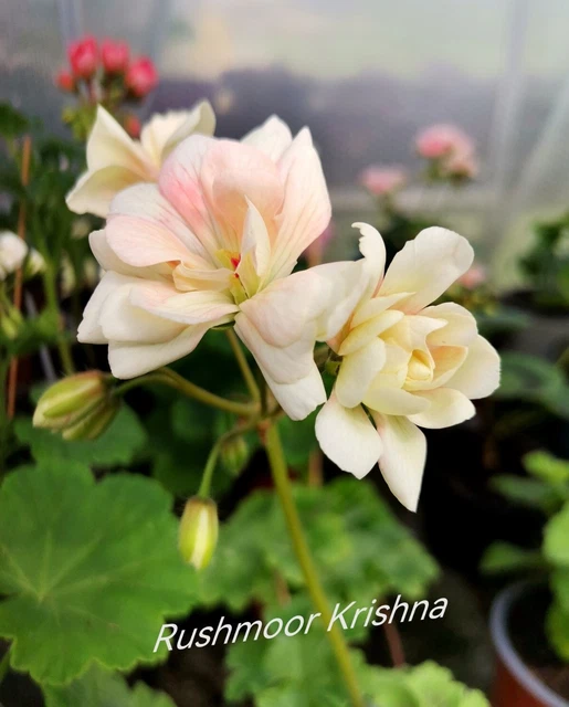 GERANO PELARGONIE ZONARTIC ""Rushmoor Krishna"" giovane pianta giallo ...
