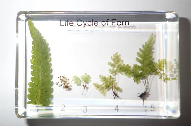 LIFE CYCLE OF Fern Set Maidenhair Fern Real Plant Specimen Learning Aid ...