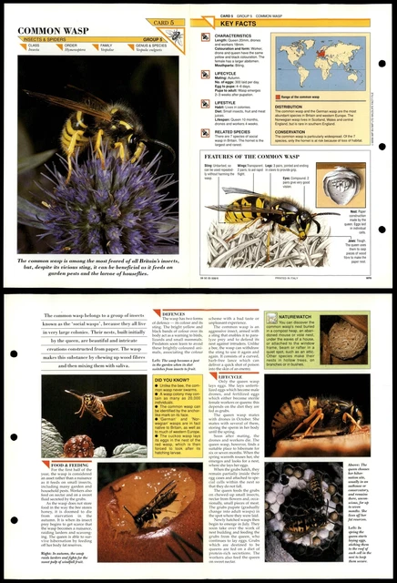 COMMON WASP #5 Insects Wildlife Fact File Fold-Out Card £1.99 - PicClick UK