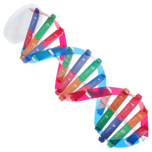 DNA MODEL DOUBLE Helix Structure Model Diy Spiral DNA Display Component ...