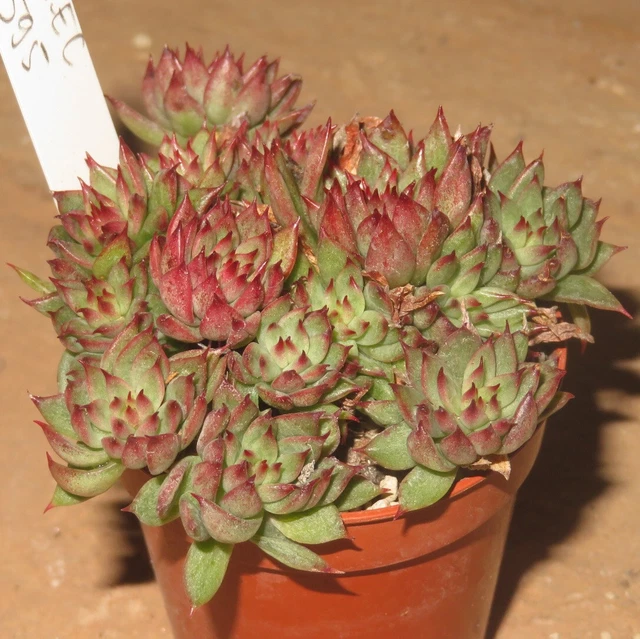 ECHEVERIA AGAVOIDES CV Rain Star EB-EC595-T5 Culture Plants Sukkulente ...