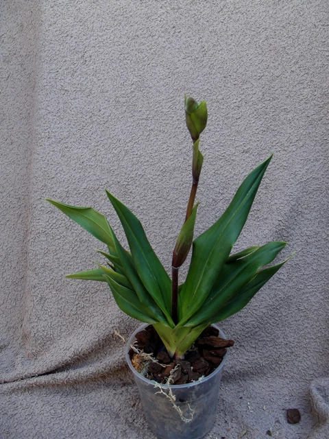 RARE PHRAGMIPEDIUM IVAN Portilla orchid plant FS, not in bloom £50.00 ...