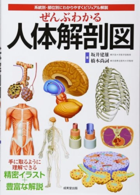 COLLECTION OF HUMAN Anatomy Drawings by System and Part Visual ...