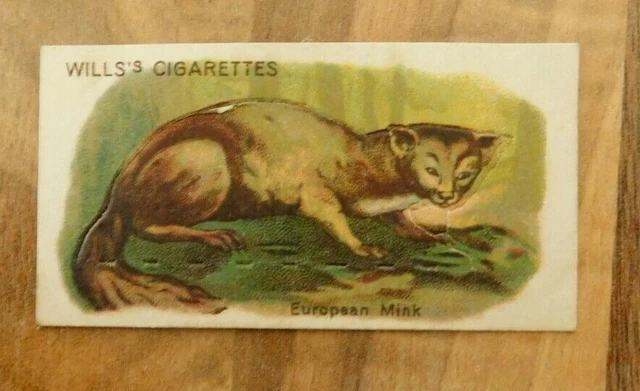 1916 WILLS CAPSTAN Australia Cigarette Card - Animals (cut outs) #36 ...