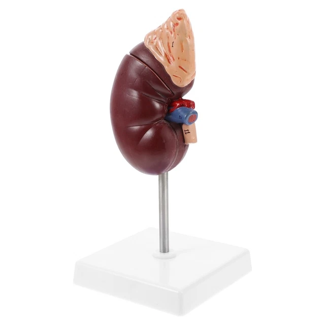 HEART ANATOMICAL STRUCTURES Anatomical Kidney Human Torso Model £33.78 ...