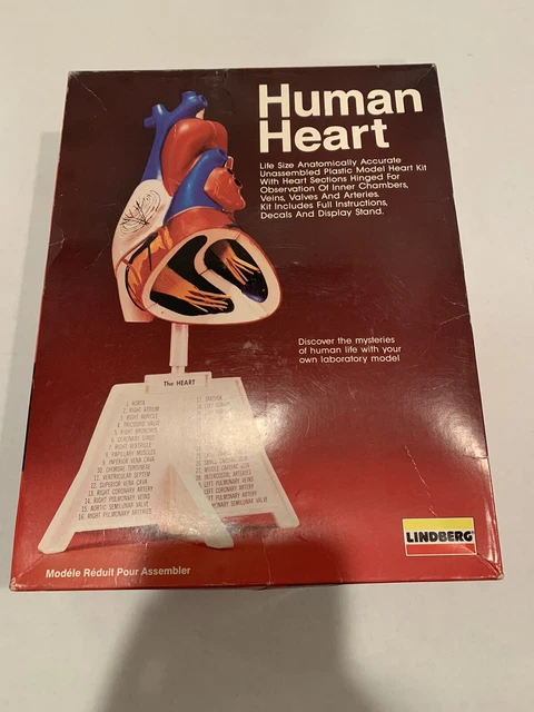 LINDBERG LIFE SIZE Human Heart Anatomical Model Kit New - Open Box ...