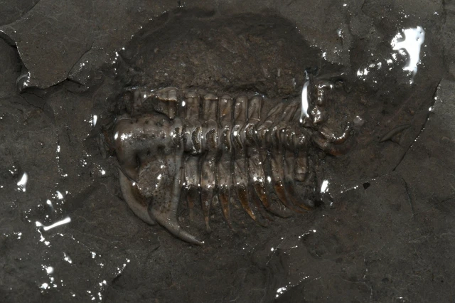 RARE CERAURUS PLEUREXANTHEMUS Trilobite Fossil Quebec Ordovician ...