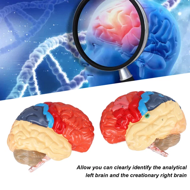ANATOMICAL MODEL OF The Human Brain Indicator Diagram Anatomical Model ...