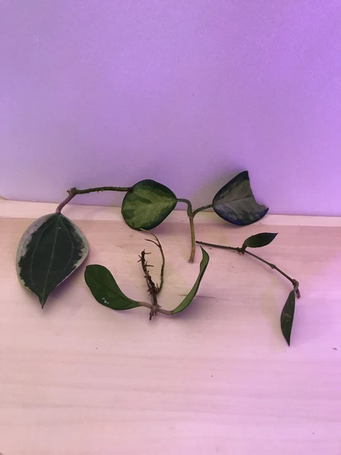 HOYA PLANT/CUTTING BUNDLE-HAINANENSI,MACROPHYLLA Var,Australis Lisa ...