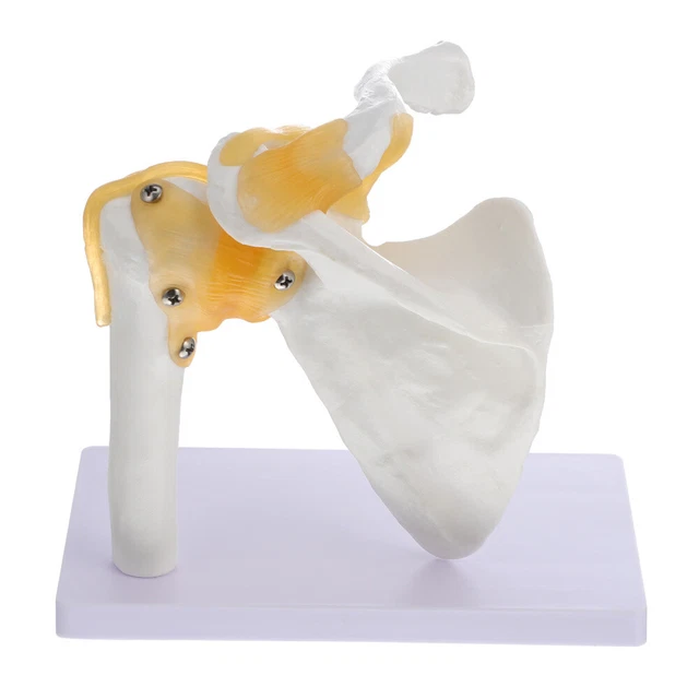 SCAPULA MODEL HUMAN Skeleton Shoulder Scientific Laboratory Ligament £ ...